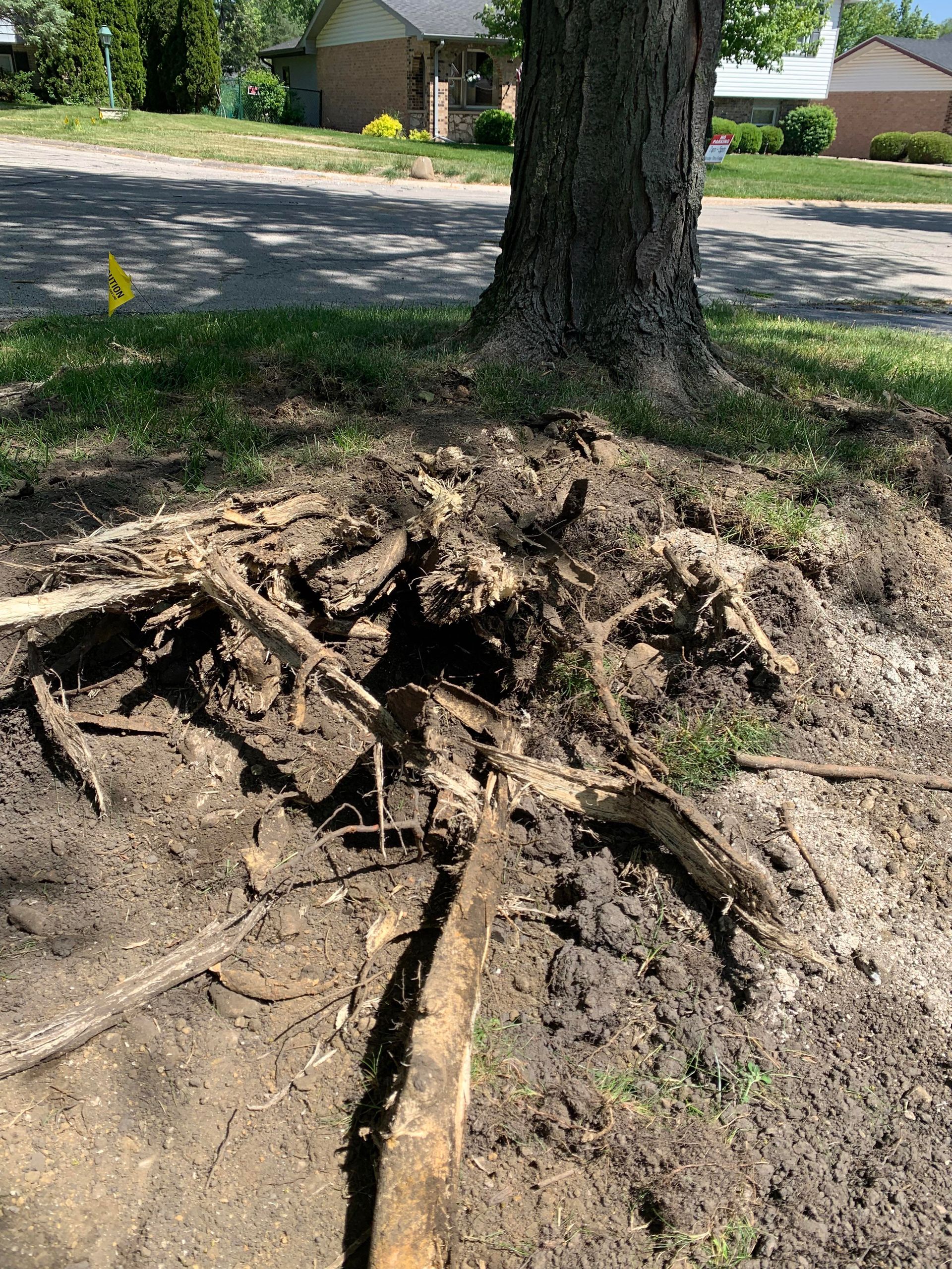 Signs of decay in trees | Urban Tree Management