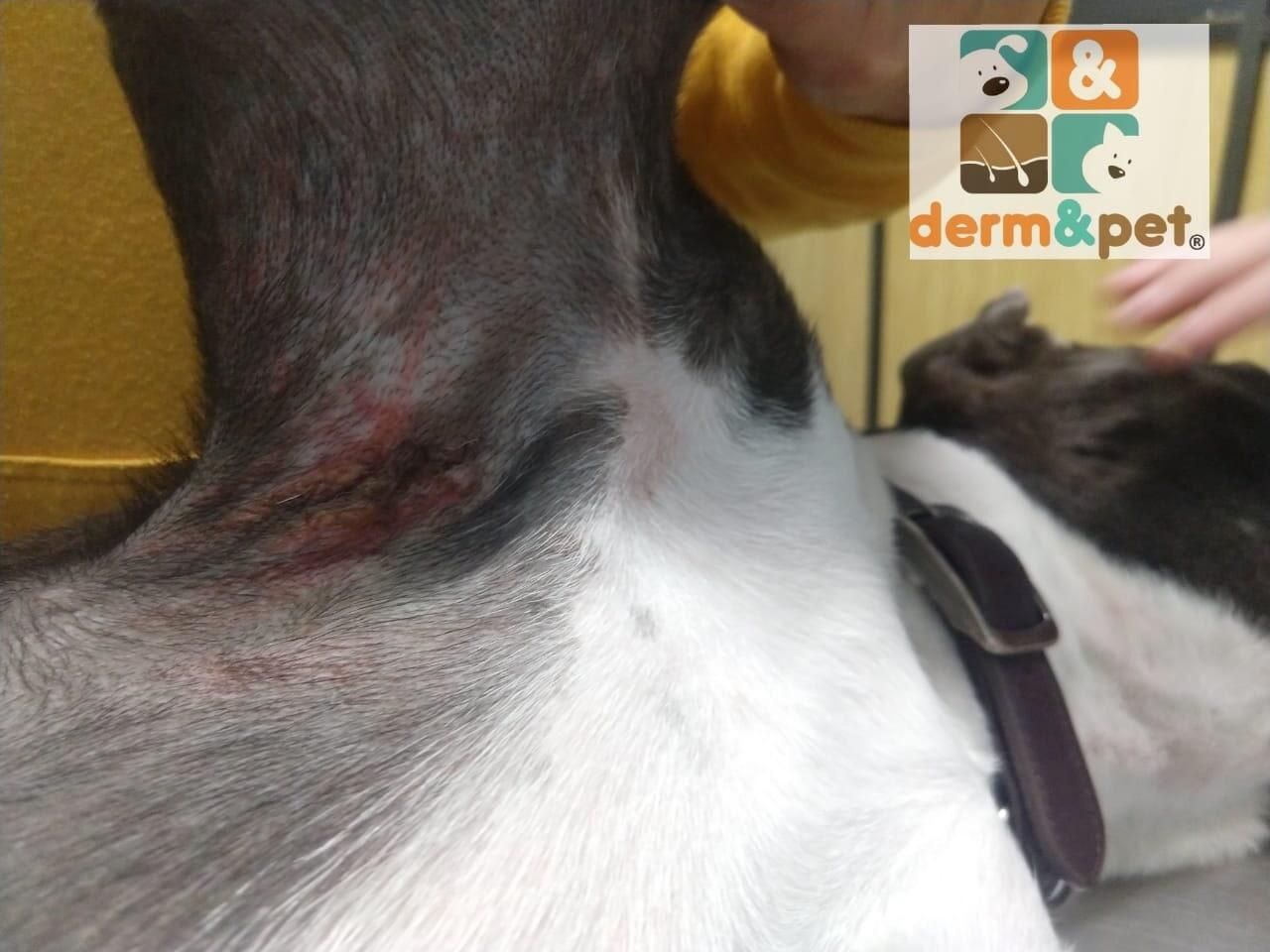 Servicios veterinarios en CDMX - Derm & Pet