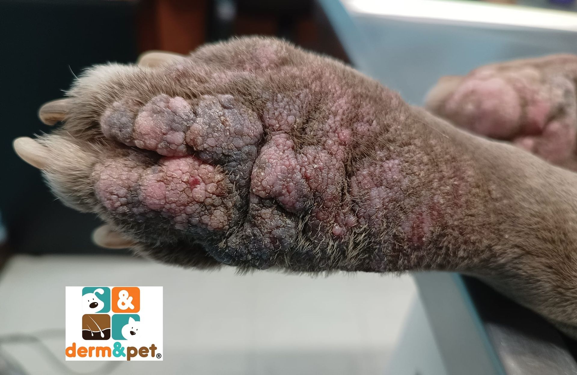 Dermatología veterinaria en CDMX - Derm & Pet