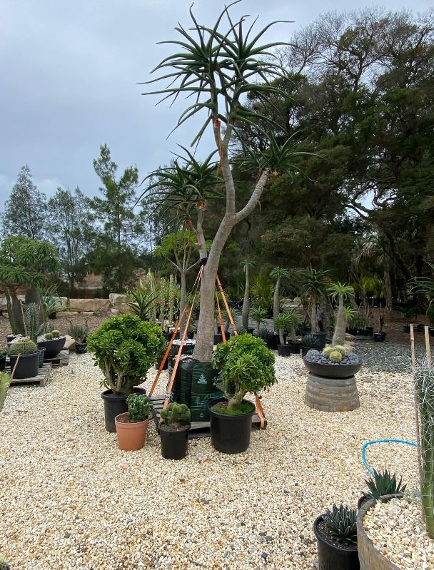 Feature tree installations | Central Coast