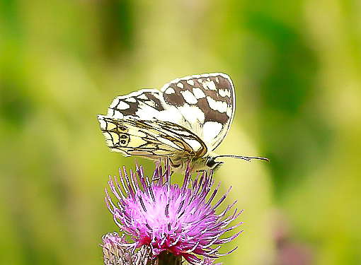 Wildgoose Rural Training & Nature Reserve | Worcester