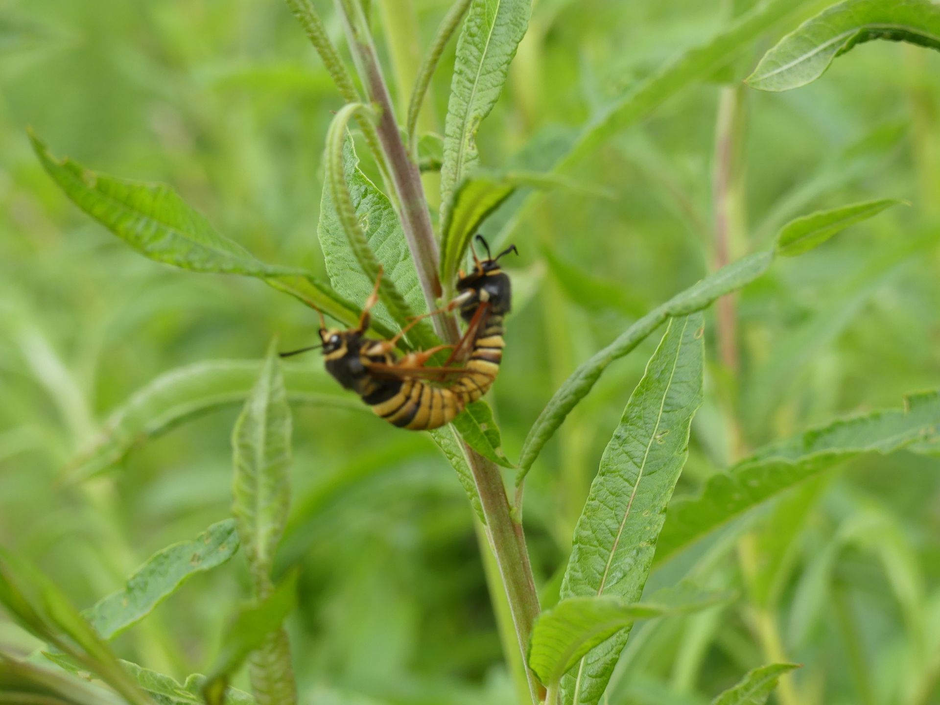 Wildgoose Rural Training & Nature Reserve | Worcester
