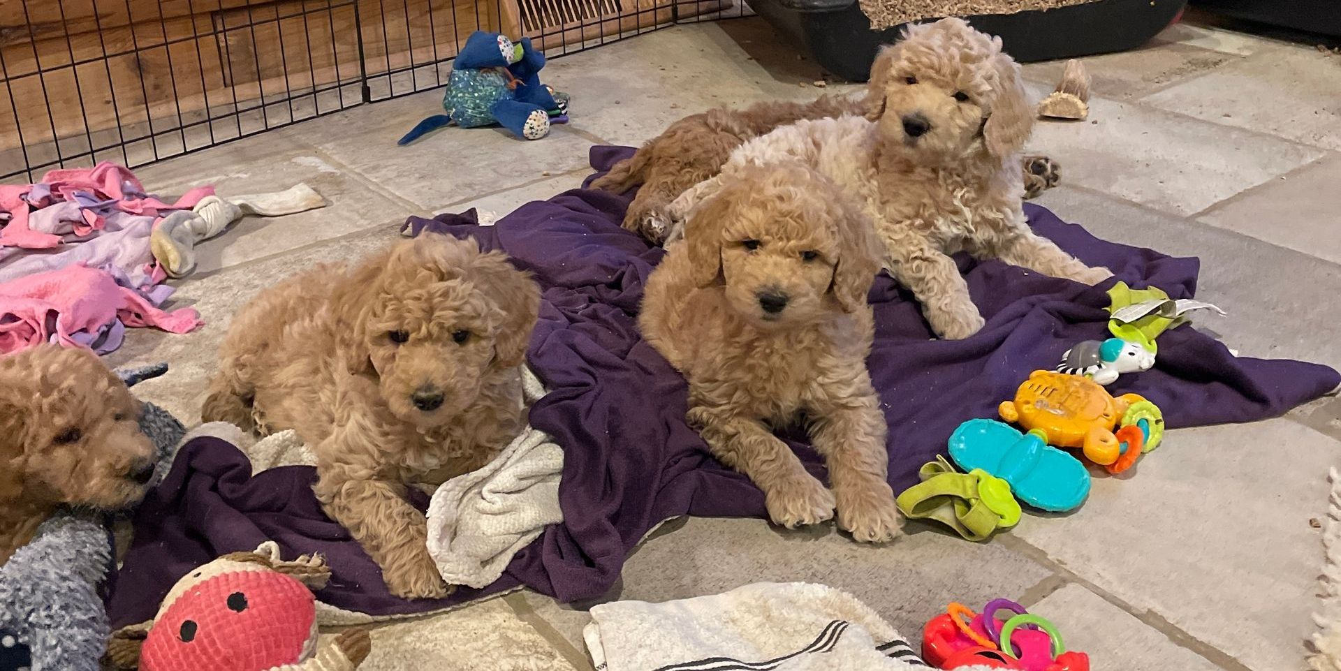 The wonderful Poodle