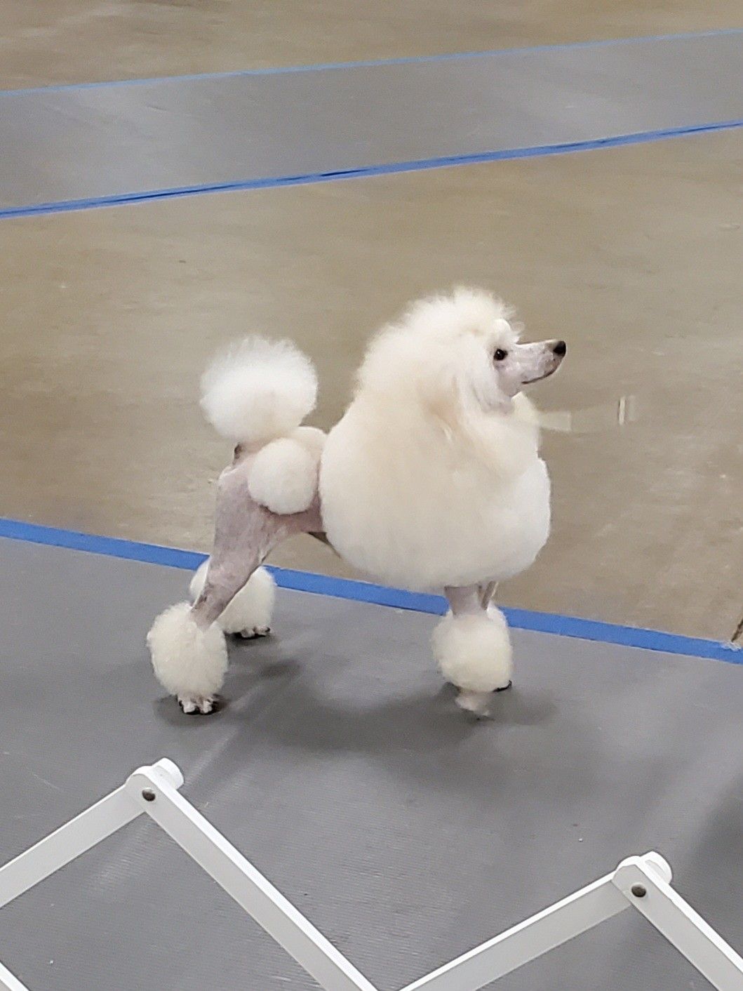 Toy & Miniature Poodle Puppies | Hillside Standard Poodles