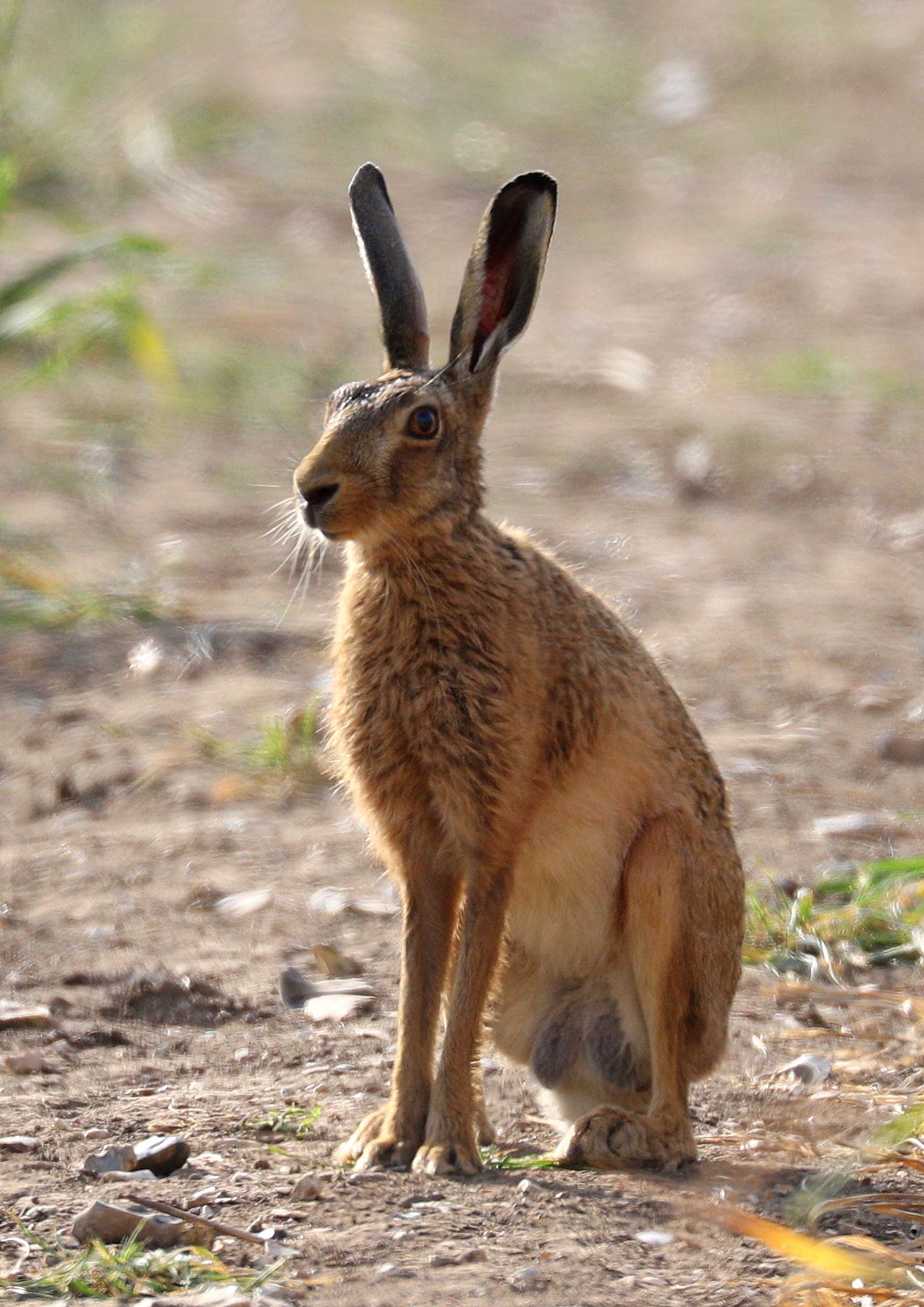 Jack and Jill go haring about Spains Hall estate
