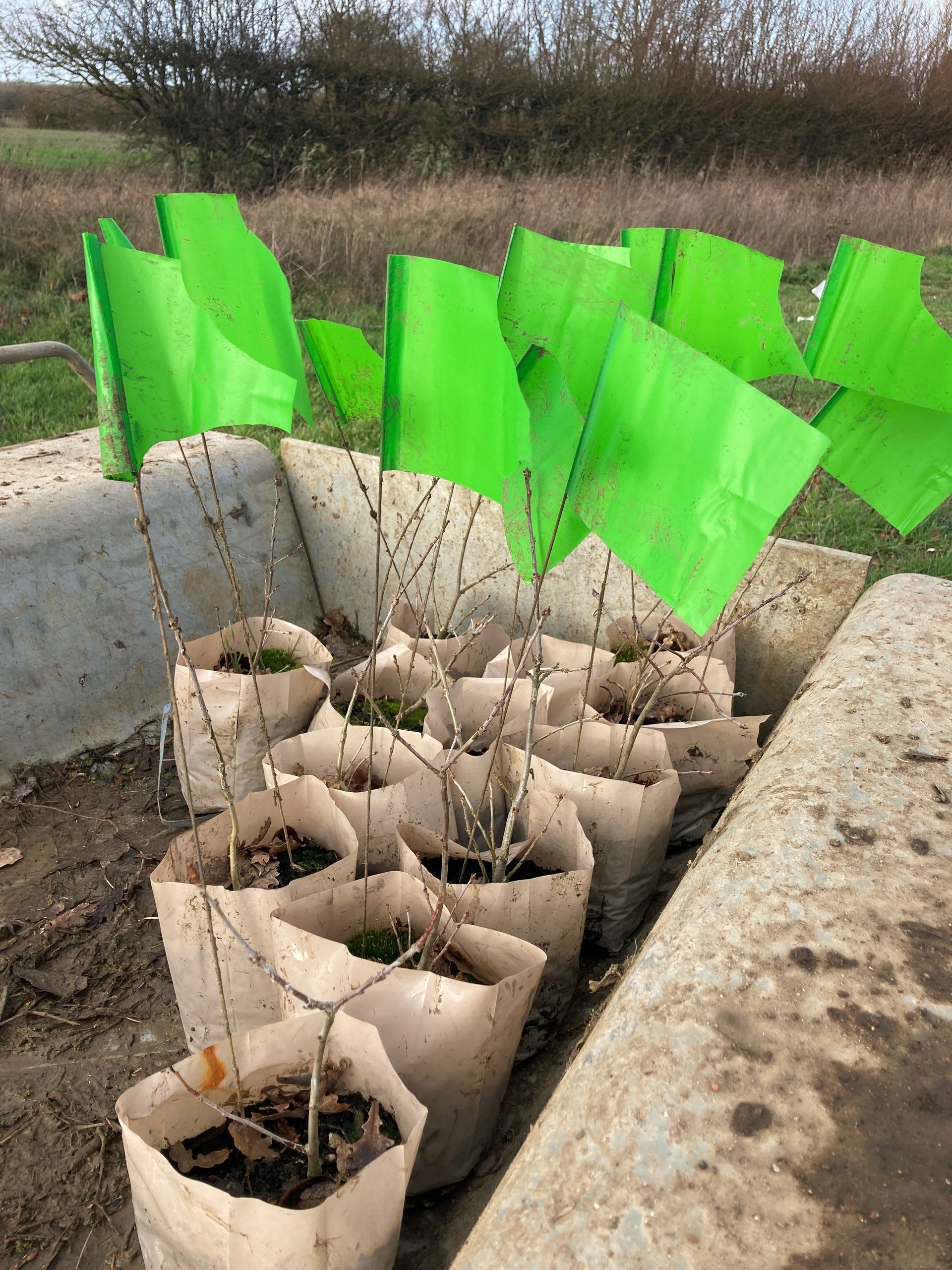 First trees in pioneering agroforestry project planted at Spains Hall ...