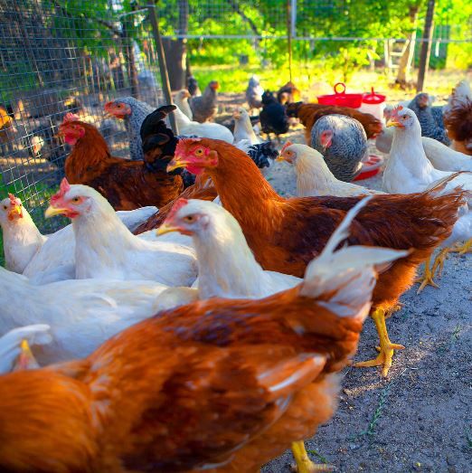 Poultry | Bethel, OH | Bethel Feed & Supply Pet & Garden Center