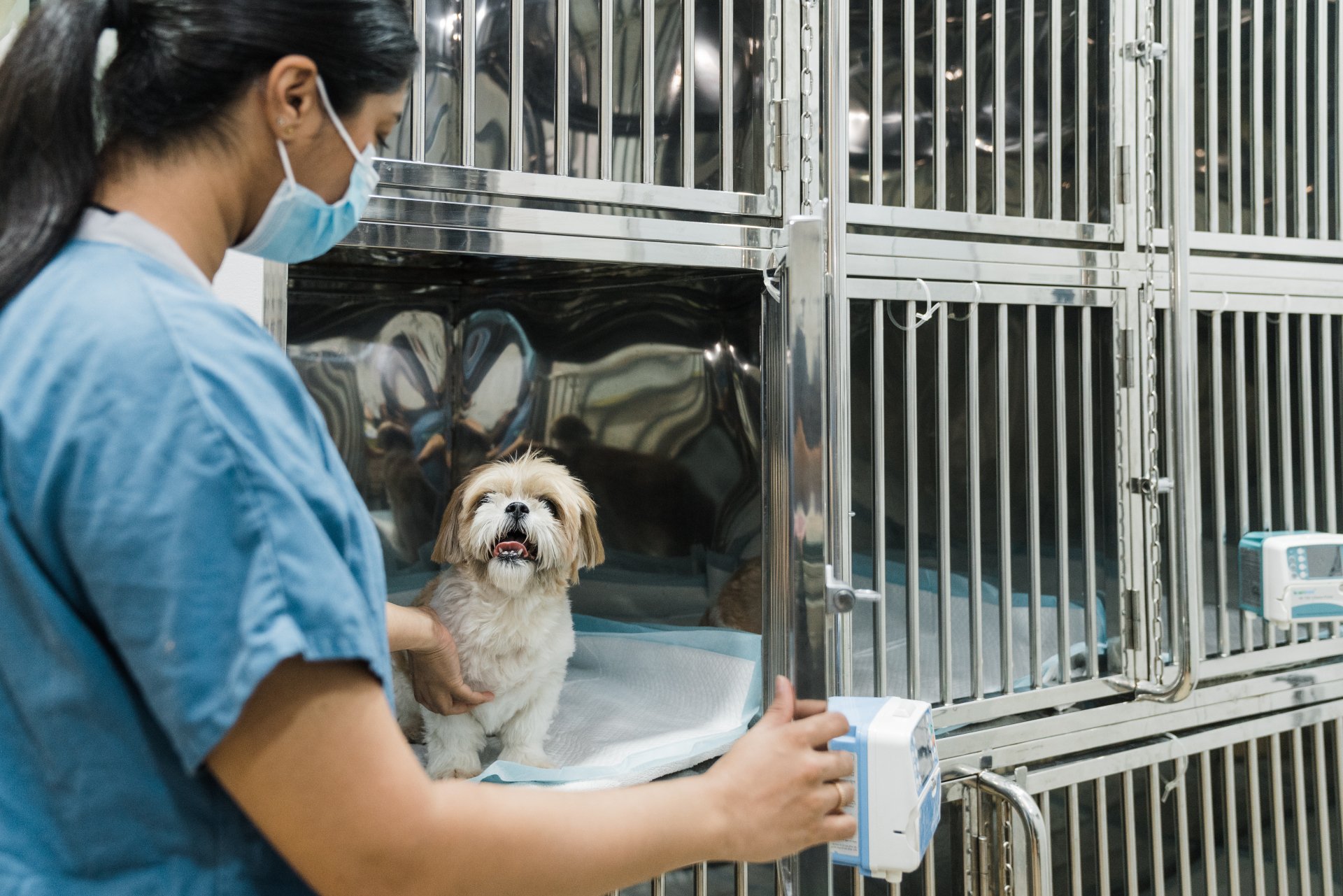 Day Hospitalisation | AVH Animal Ark Veterinary Group