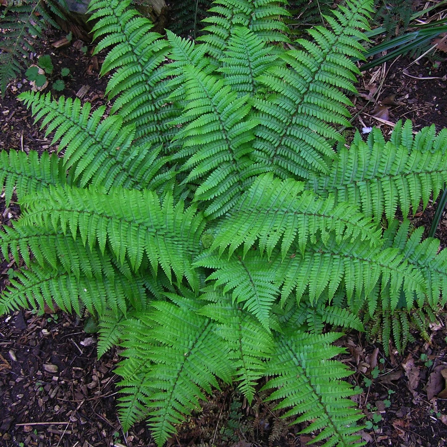 FERN