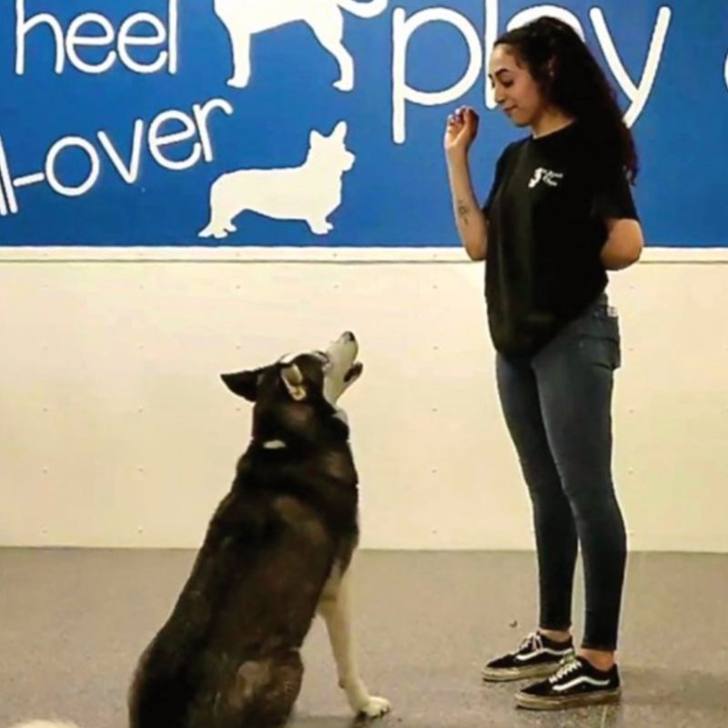 ABC Pet Resort & Spa Gallery