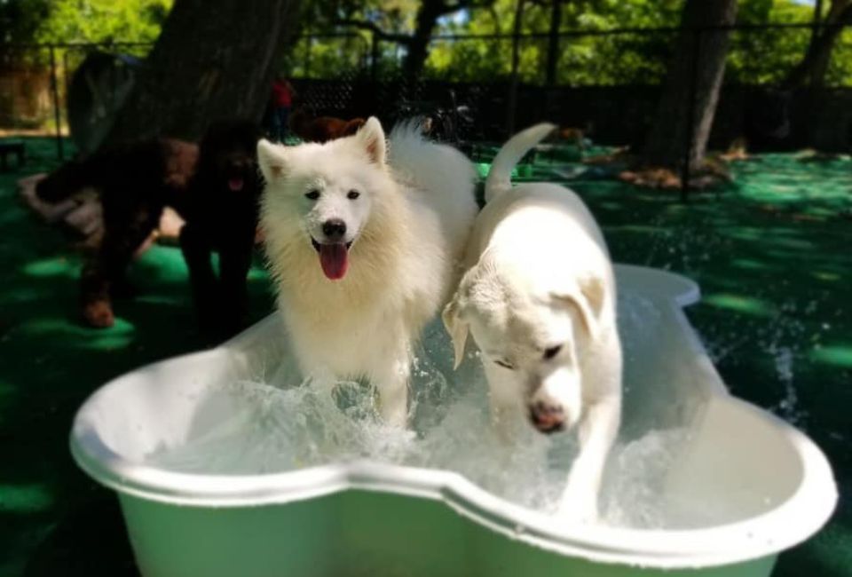 ABC Pet Resort & Spa Gallery