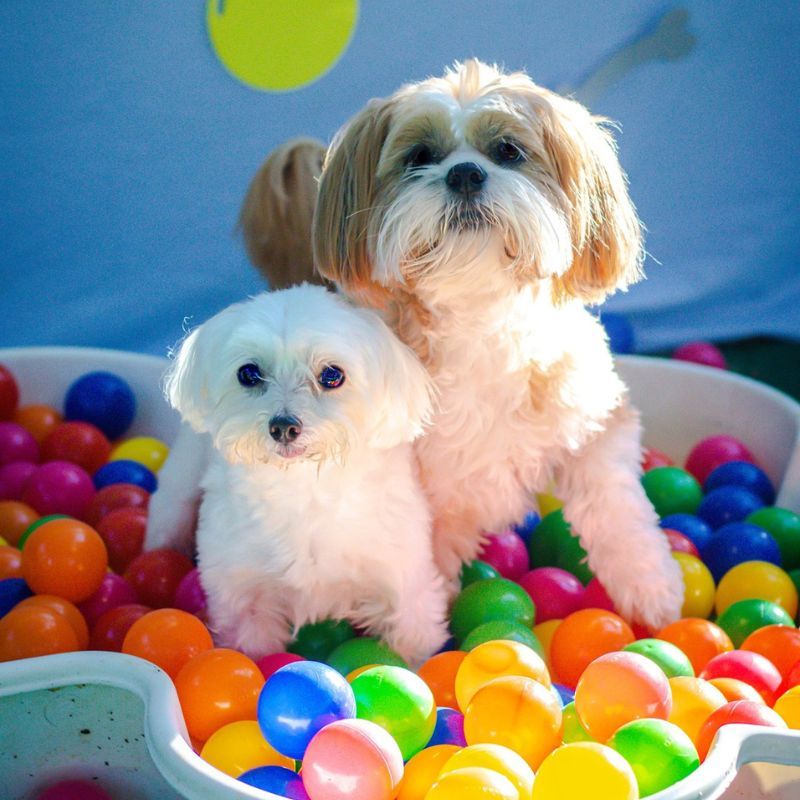 ABC Pet Resort & Spa Gallery