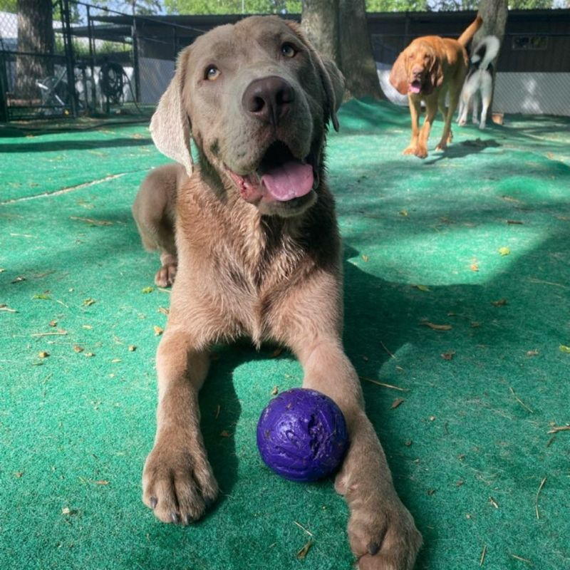 ABC Pet Resort & Spa Gallery