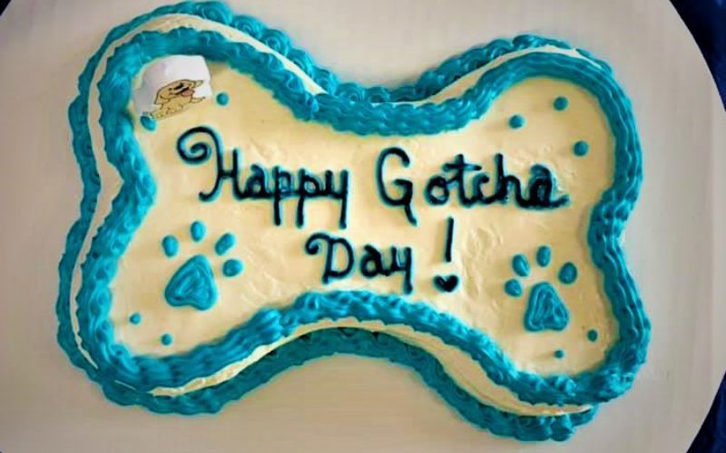 ABC Pet Resort & Spa Gallery