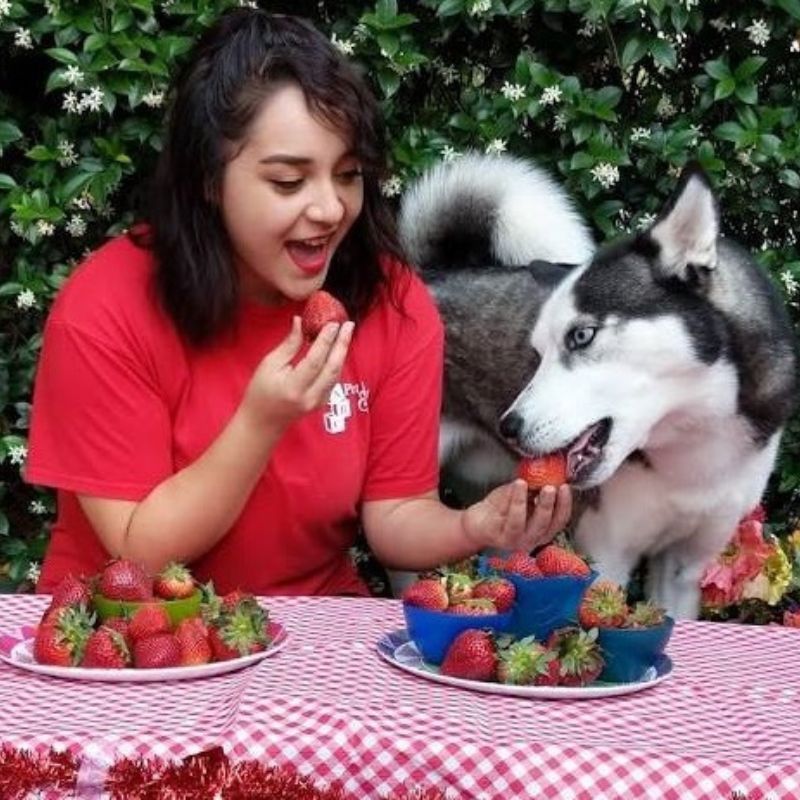 ABC Pet Resort & Spa Gallery