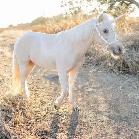 Unicorn Meet/Greet – San Diego, CA – The Posh Unicorn