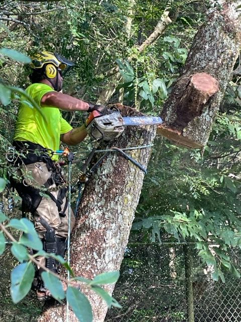 Vickers Tree Service | #1 Tree Service in Golden Triangle MS