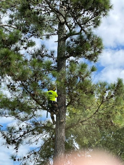 Vickers Tree Service | #1 Tree Service in Golden Triangle MS