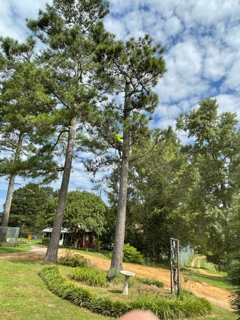 Vickers Tree Service | #1 Tree Service in Golden Triangle MS