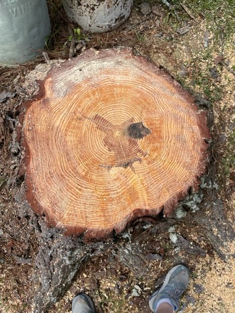 Vickers Tree Service | #1 Tree Service in Golden Triangle MS