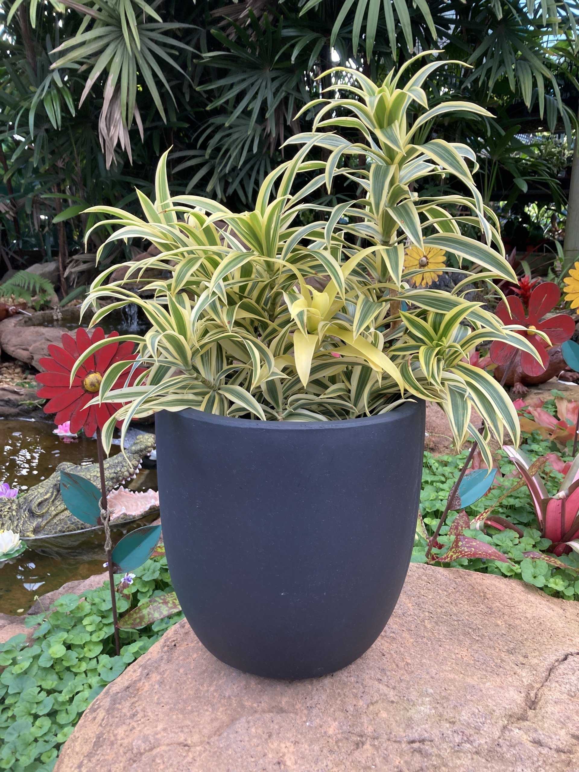 Gallery - Timbaranursery.com.au