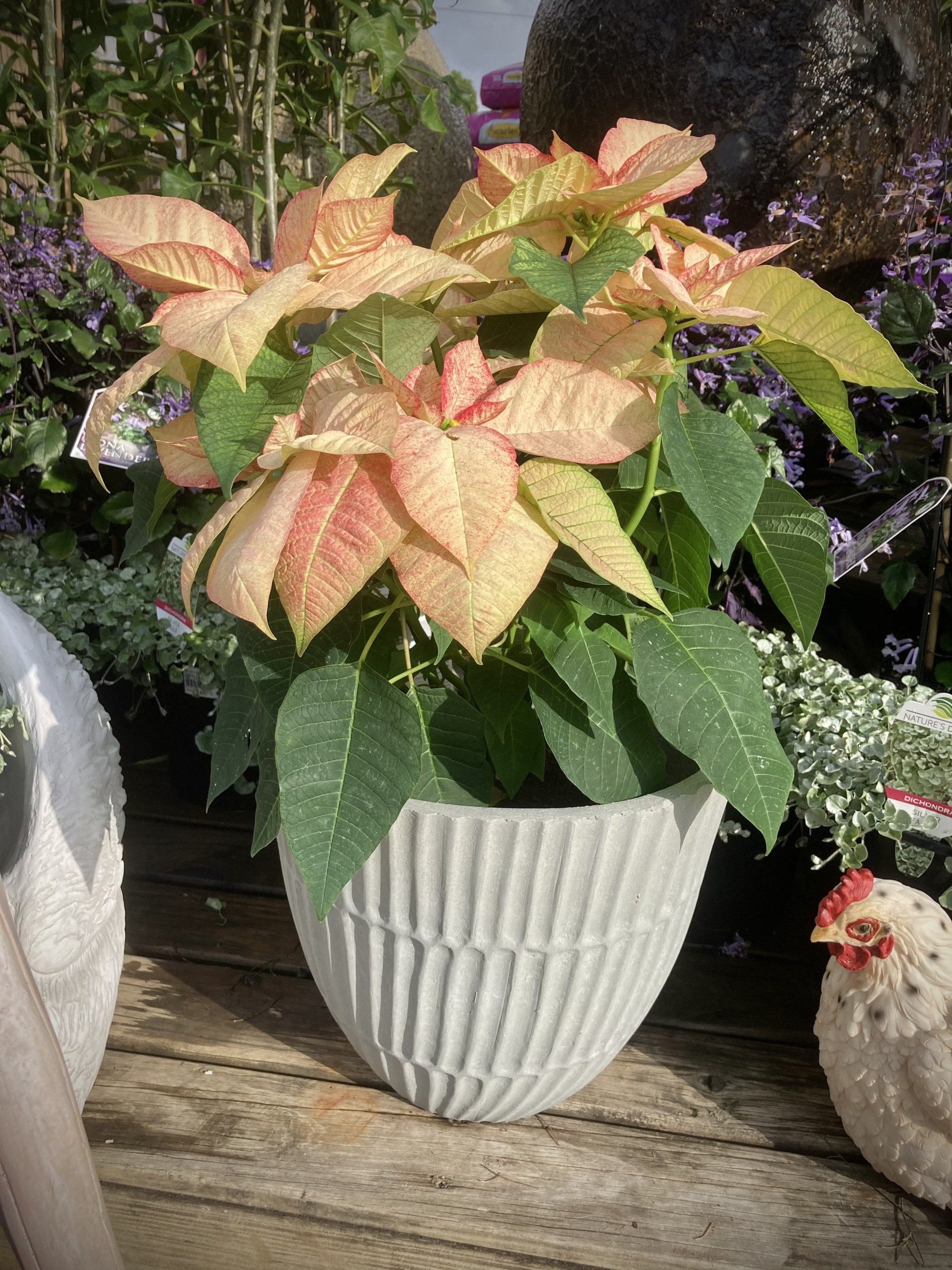 Gallery - Timbaranursery.com.au