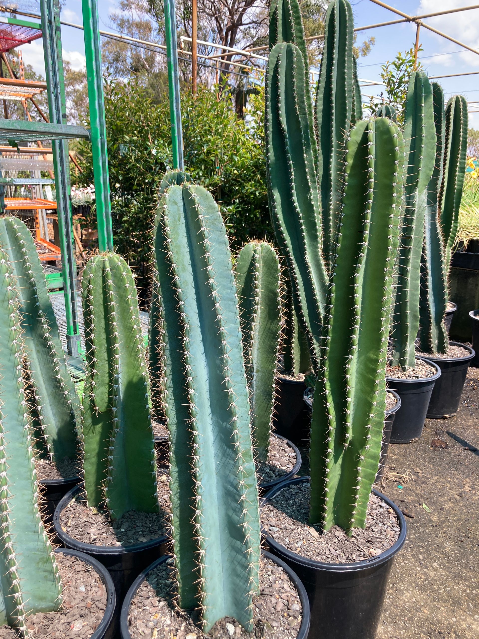 Garden Nursery & Shop in Redlands, QLD | Timbara Garden Centre