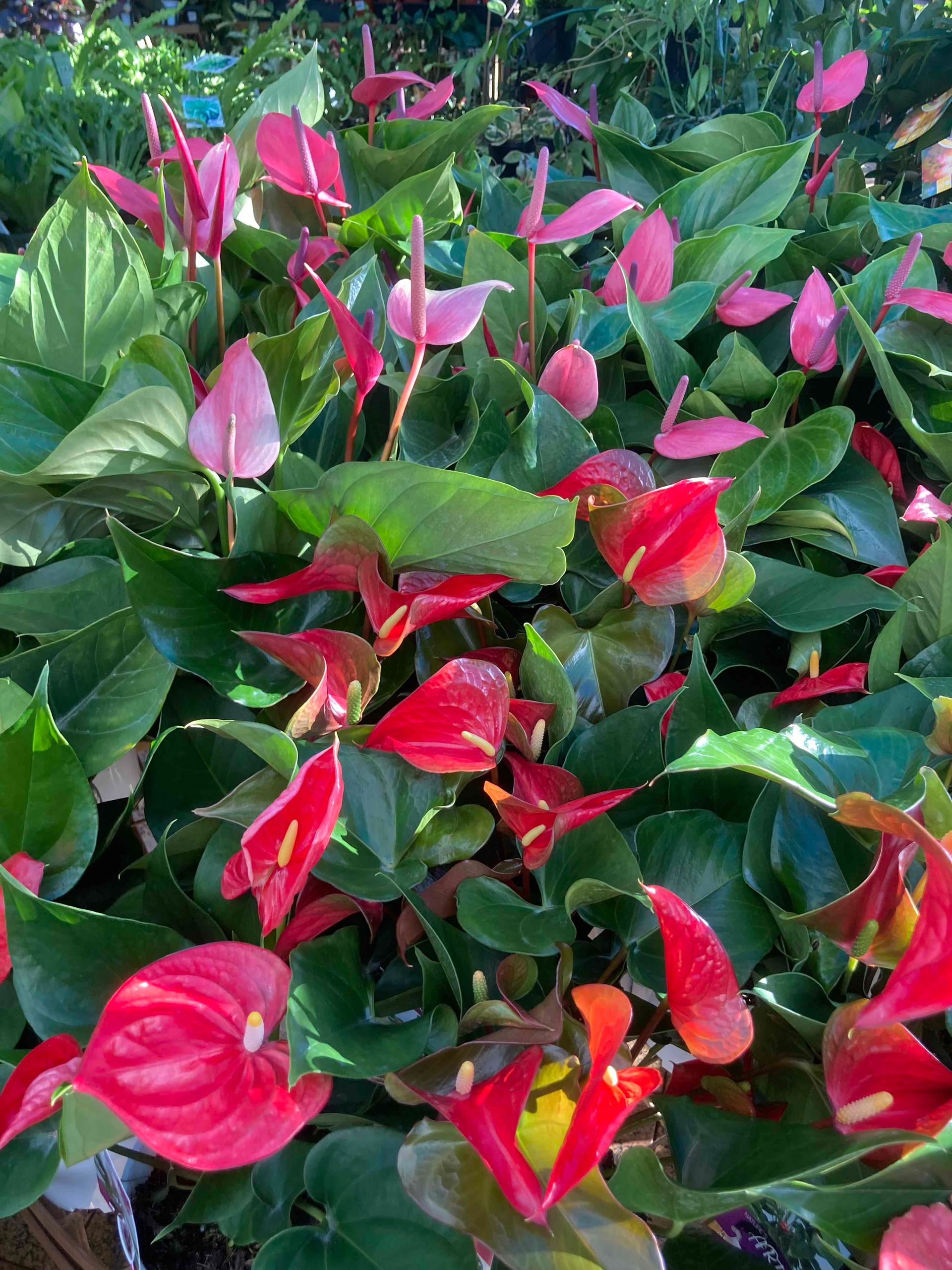 Garden Nursery & Shop in Redlands, QLD | Timbara Garden Centre