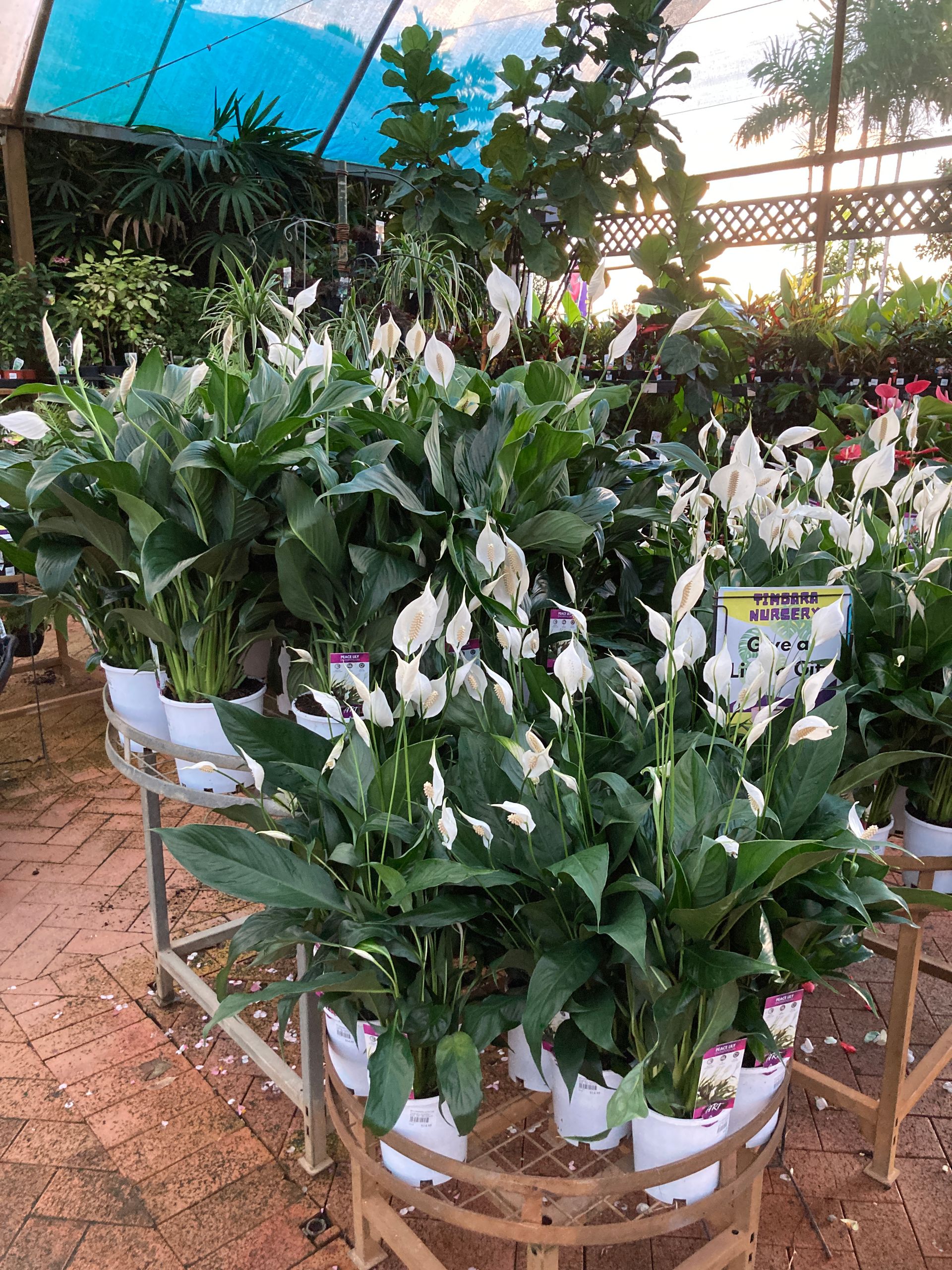 Garden Nursery & Pots Shop in Thornlands | Timbara Garden Centre