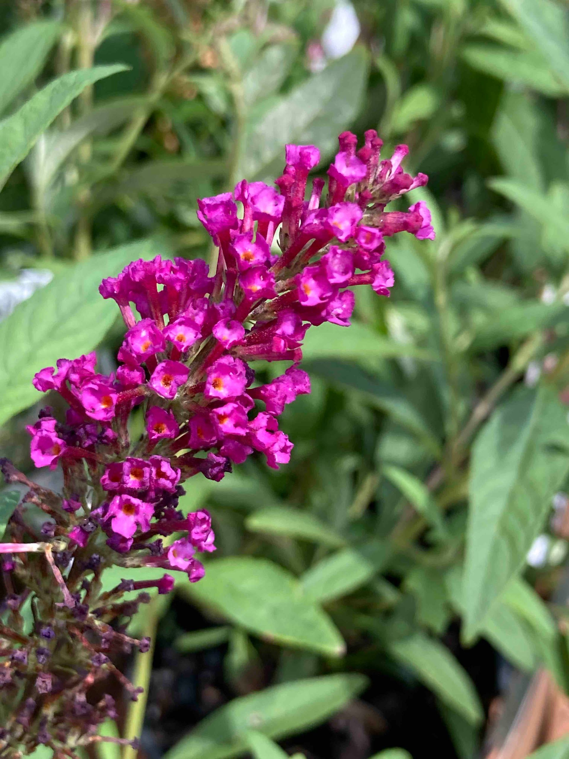 Timbara Garden Centre