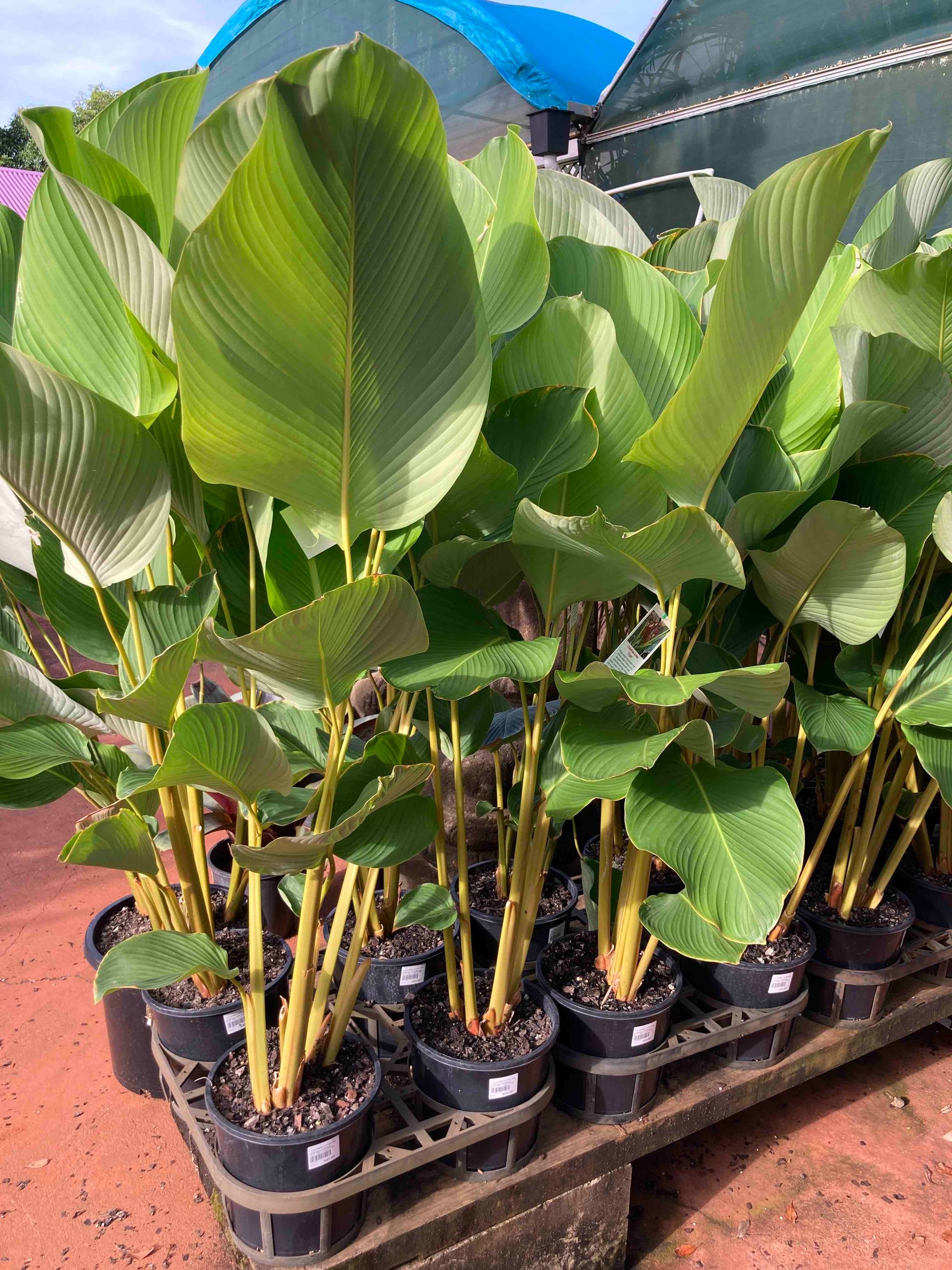 Timbara Garden Centre