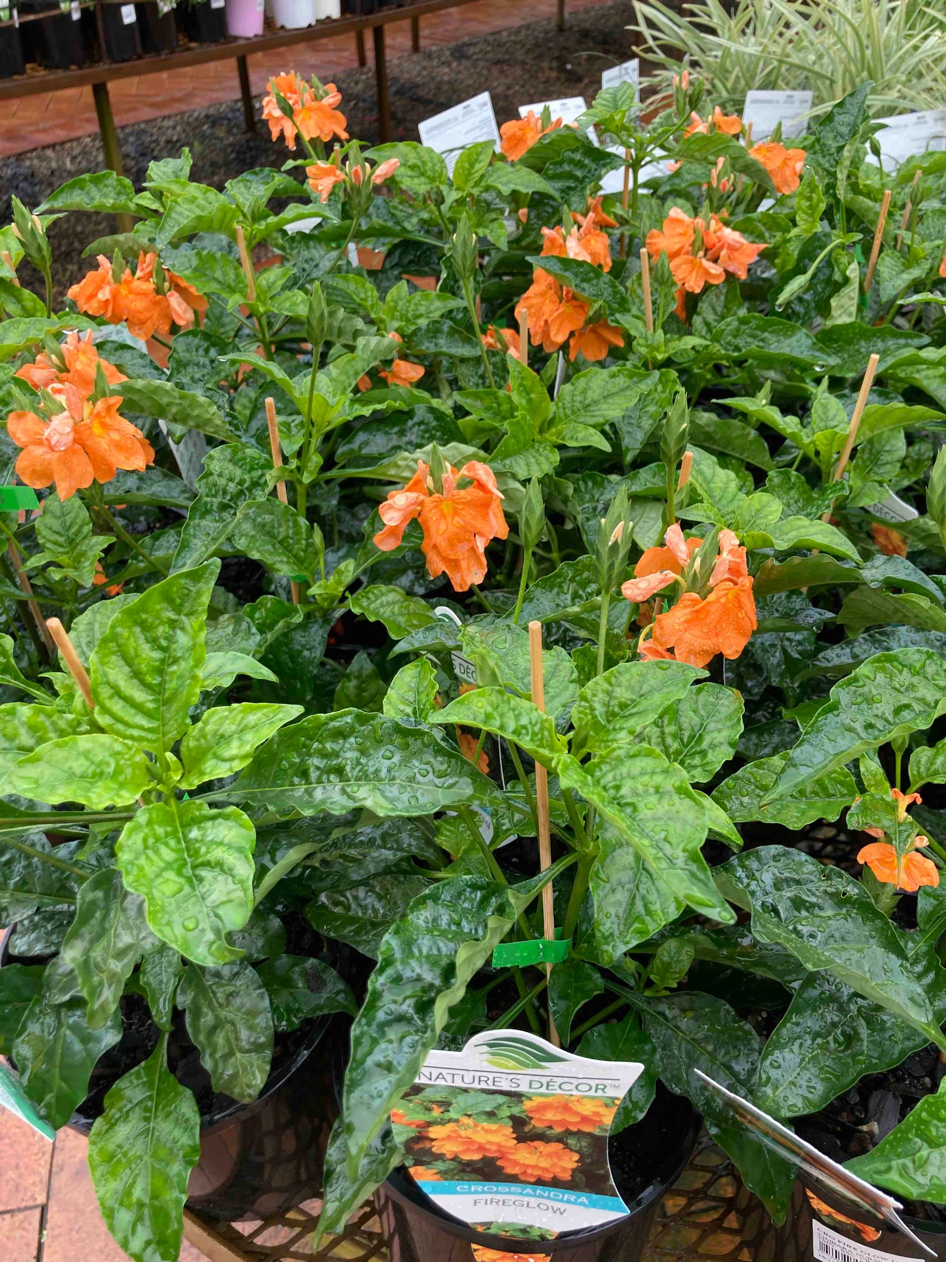 Timbara Garden Centre