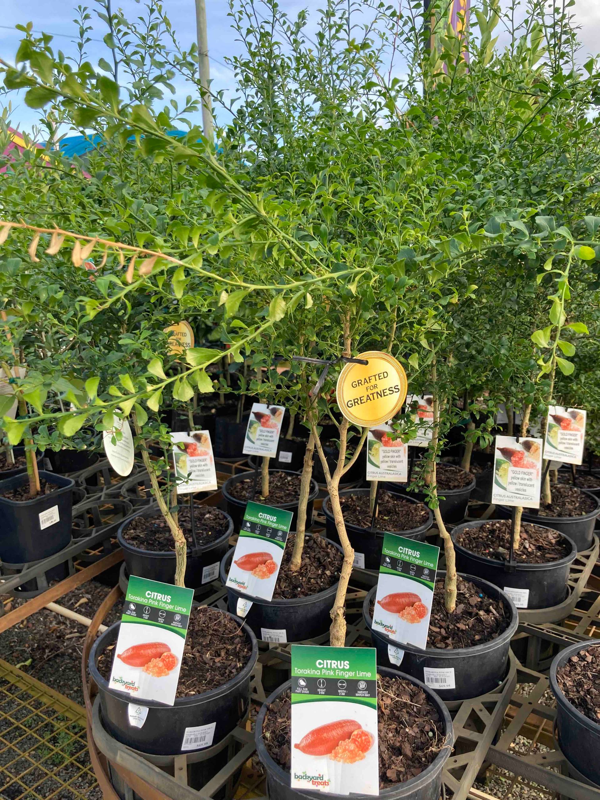 Timbara Garden Centre