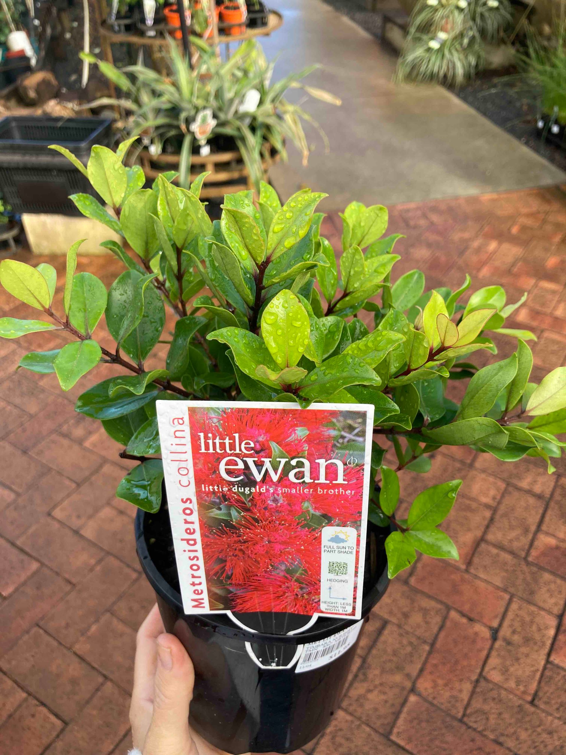 Shrubs and Groundcovers - Timbaranursery.com.au