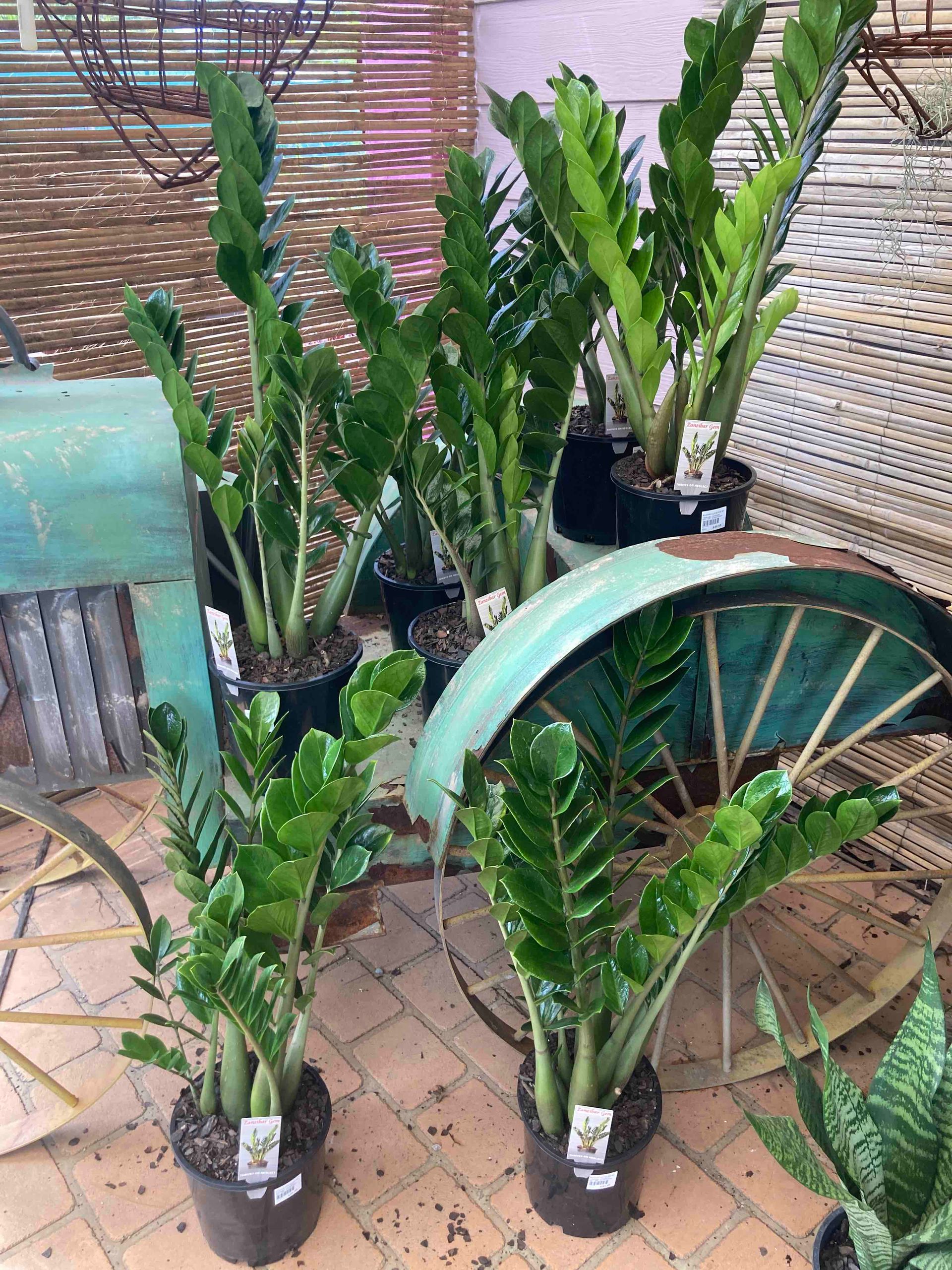 Timbara Garden Centre