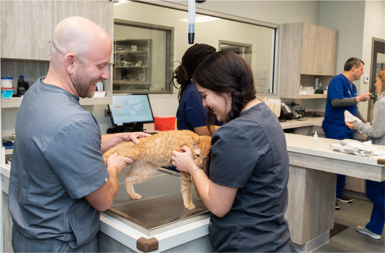 Vets Little Rock | Pet Health Info - Shackleford Vet Clinic