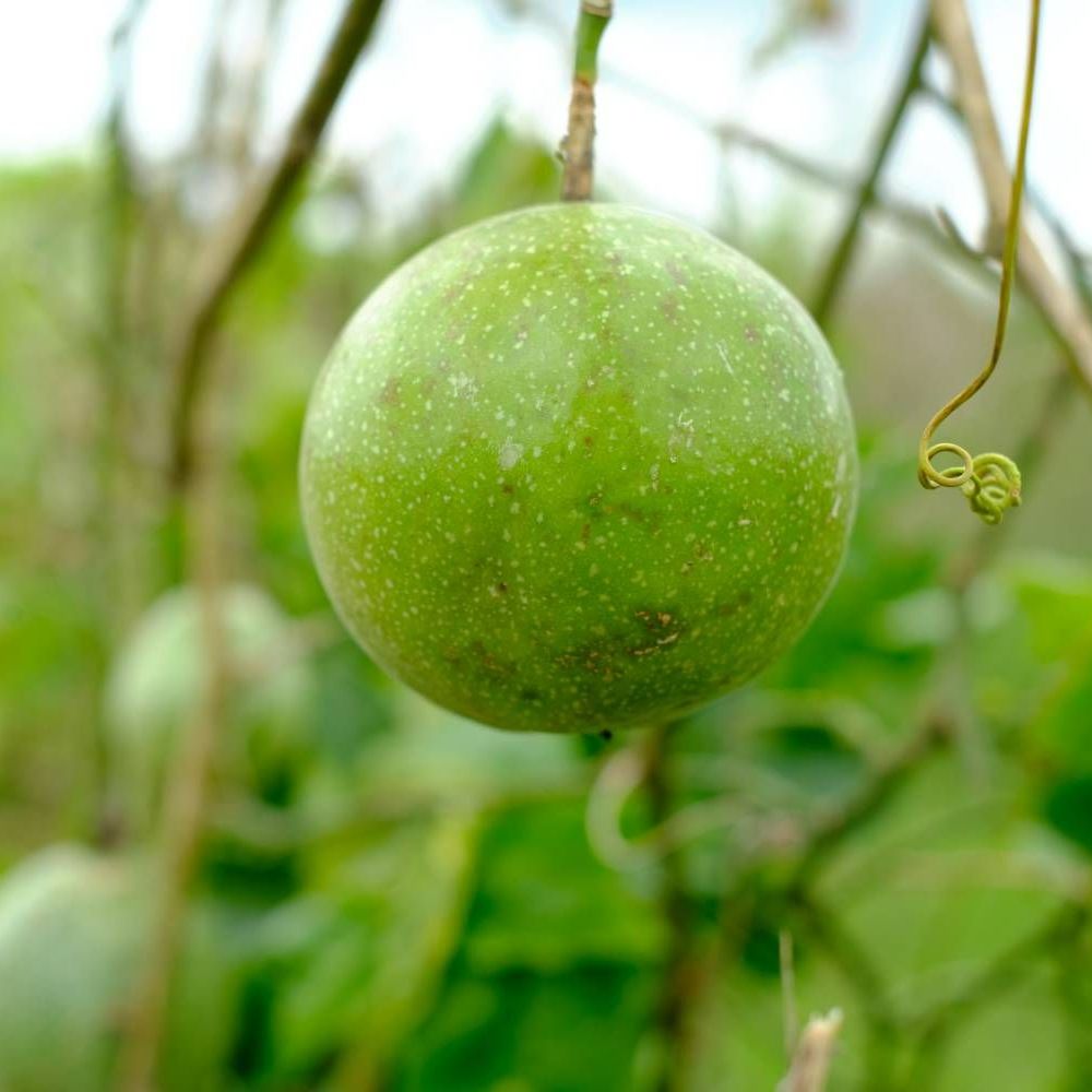 2K FARMS, the best Ghanaian agribusiness company