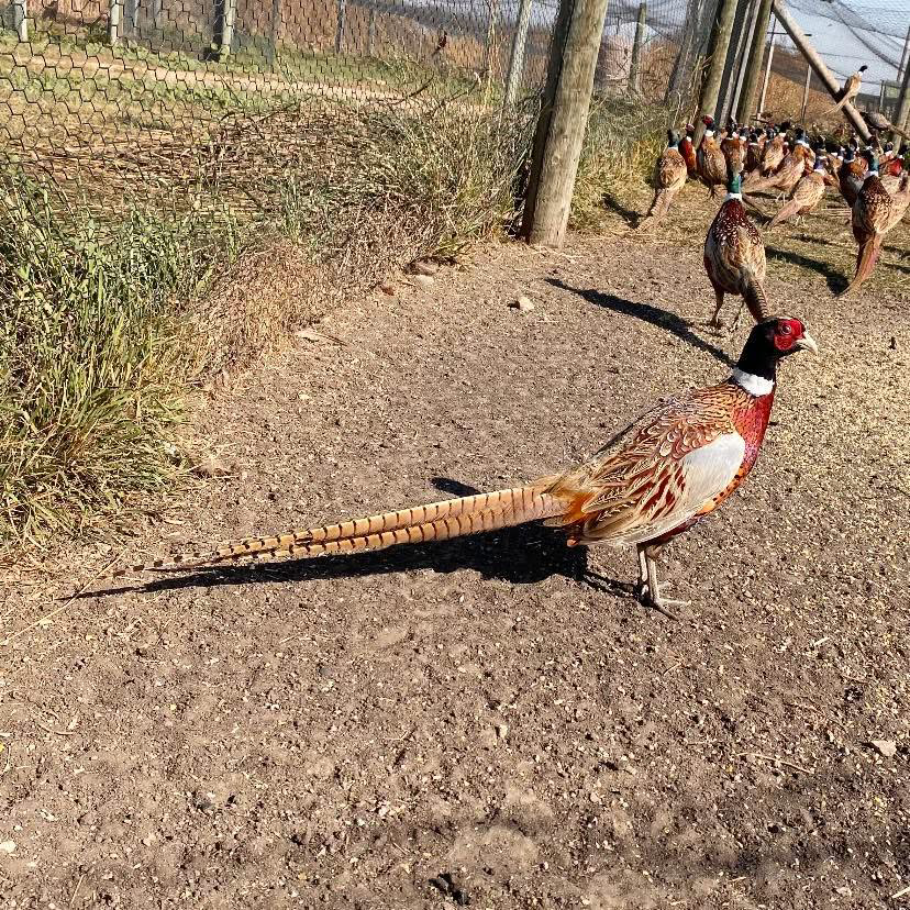 Rooster and Hen Pheasants for Sale - Mature Birds
