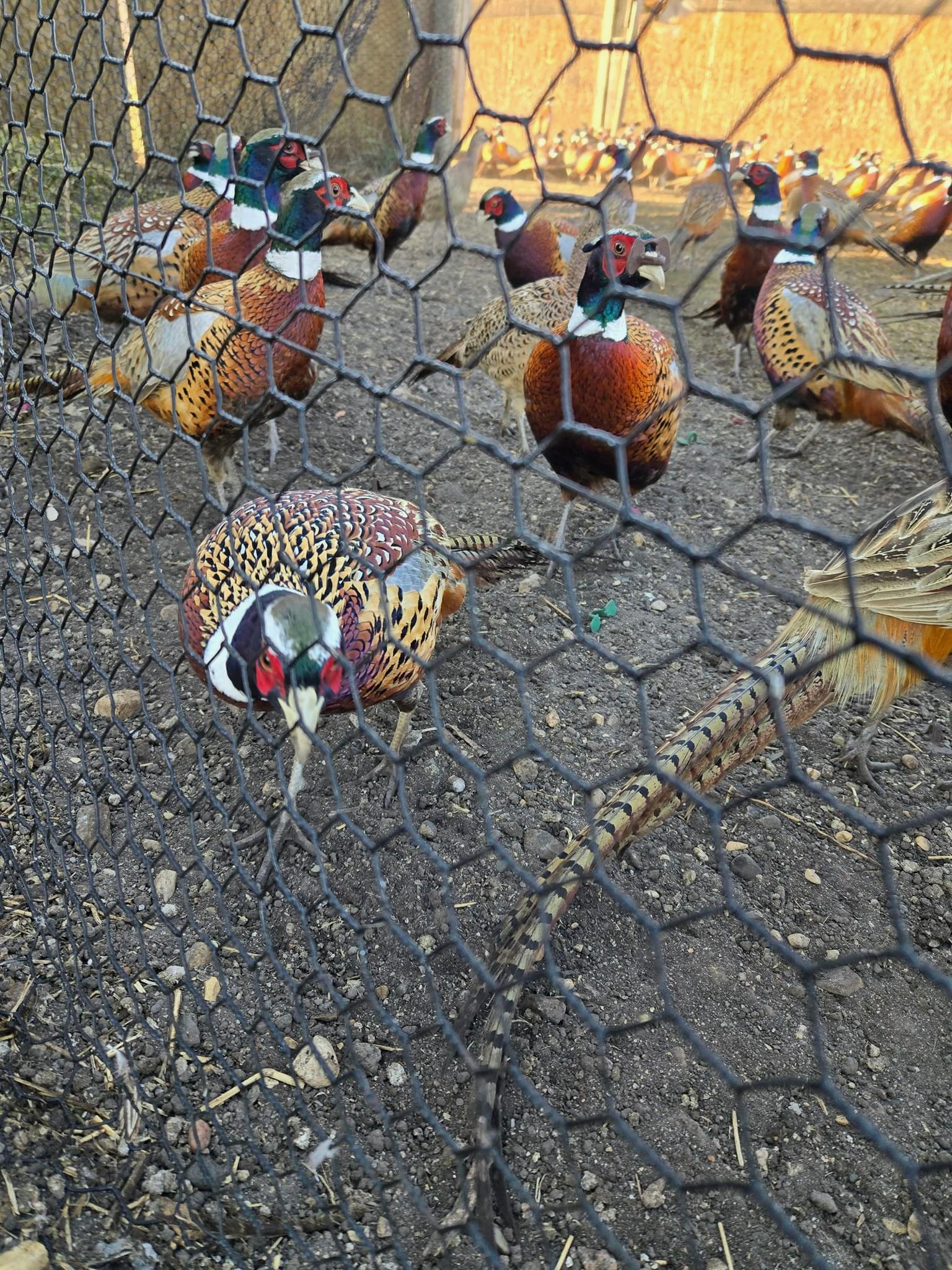 Pheasants for Sale - Pheasant Farm in North Dakota