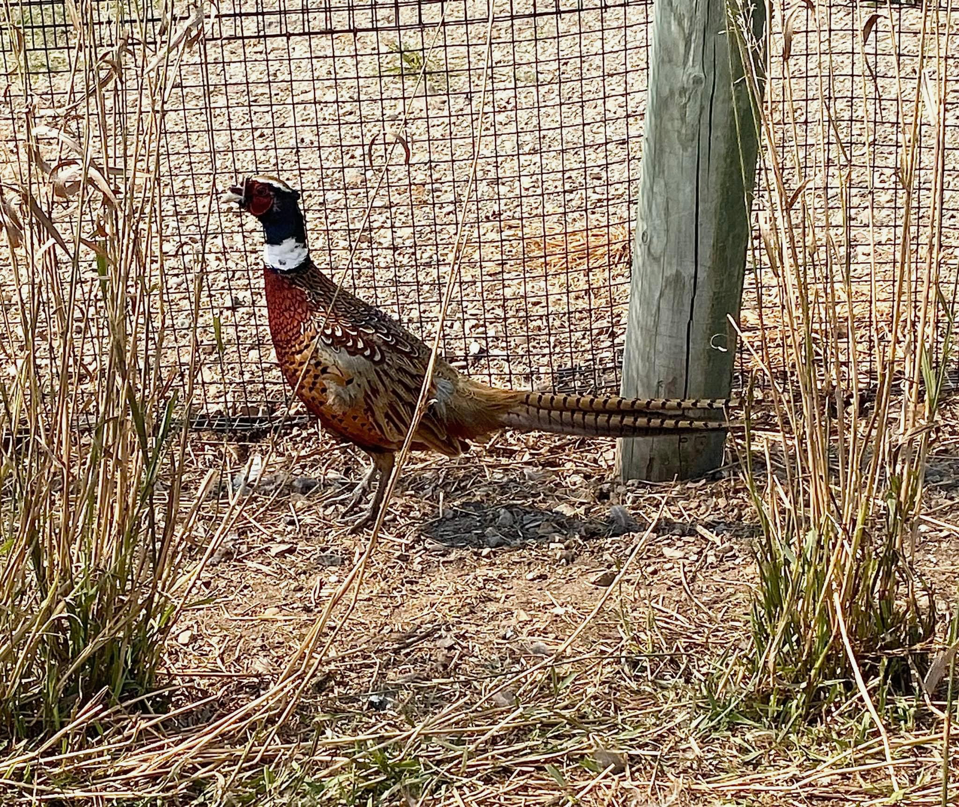 Rooster and Hen Pheasants for Sale - Mature Birds