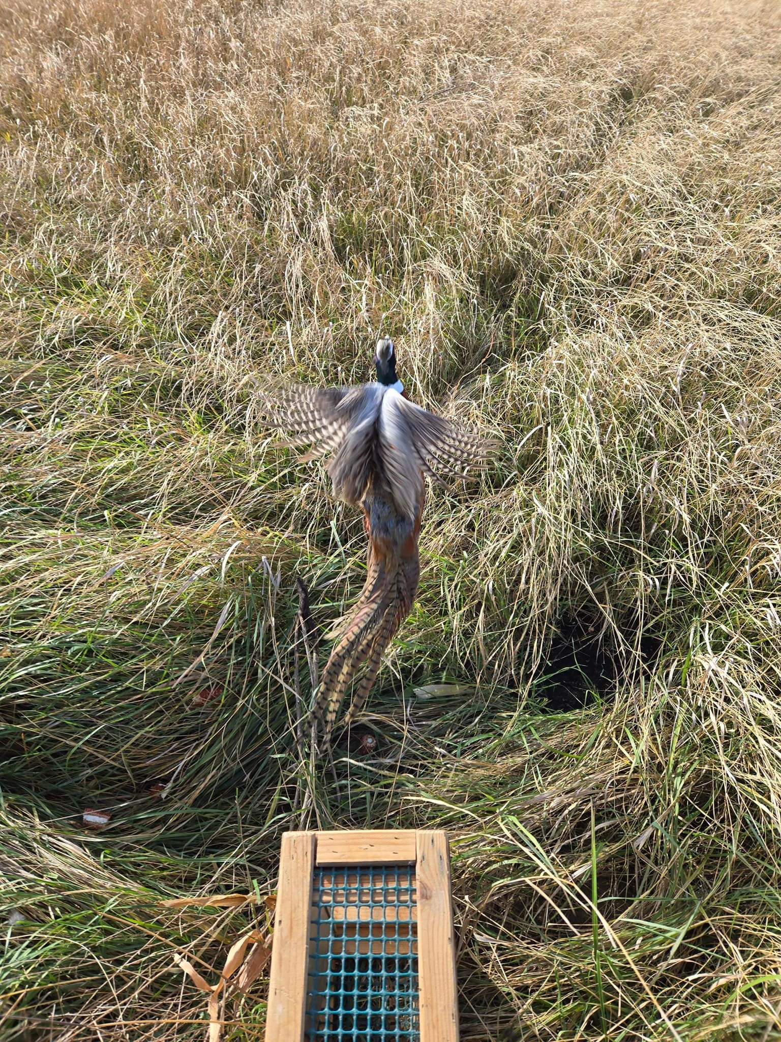 Rooster and Hen Pheasants for Sale - Mature Birds