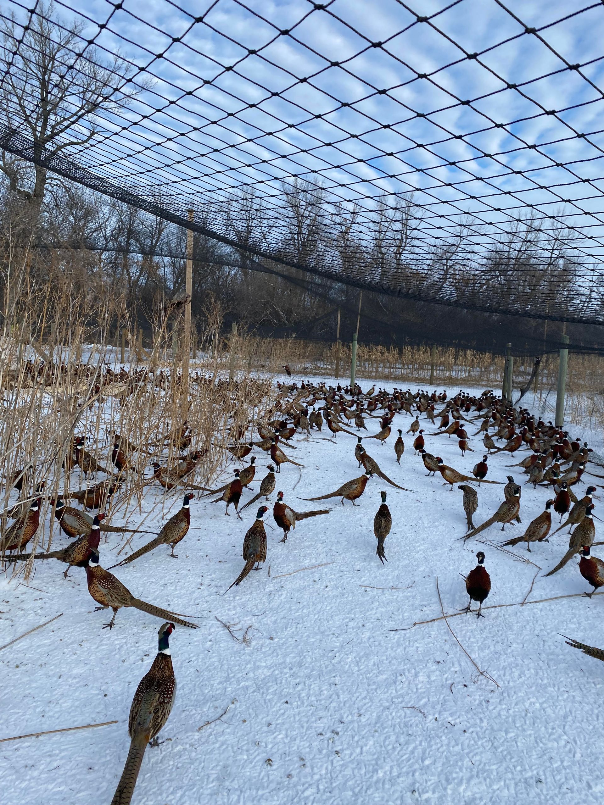 Pheasants for Sale - Pheasant Farm in North Dakota