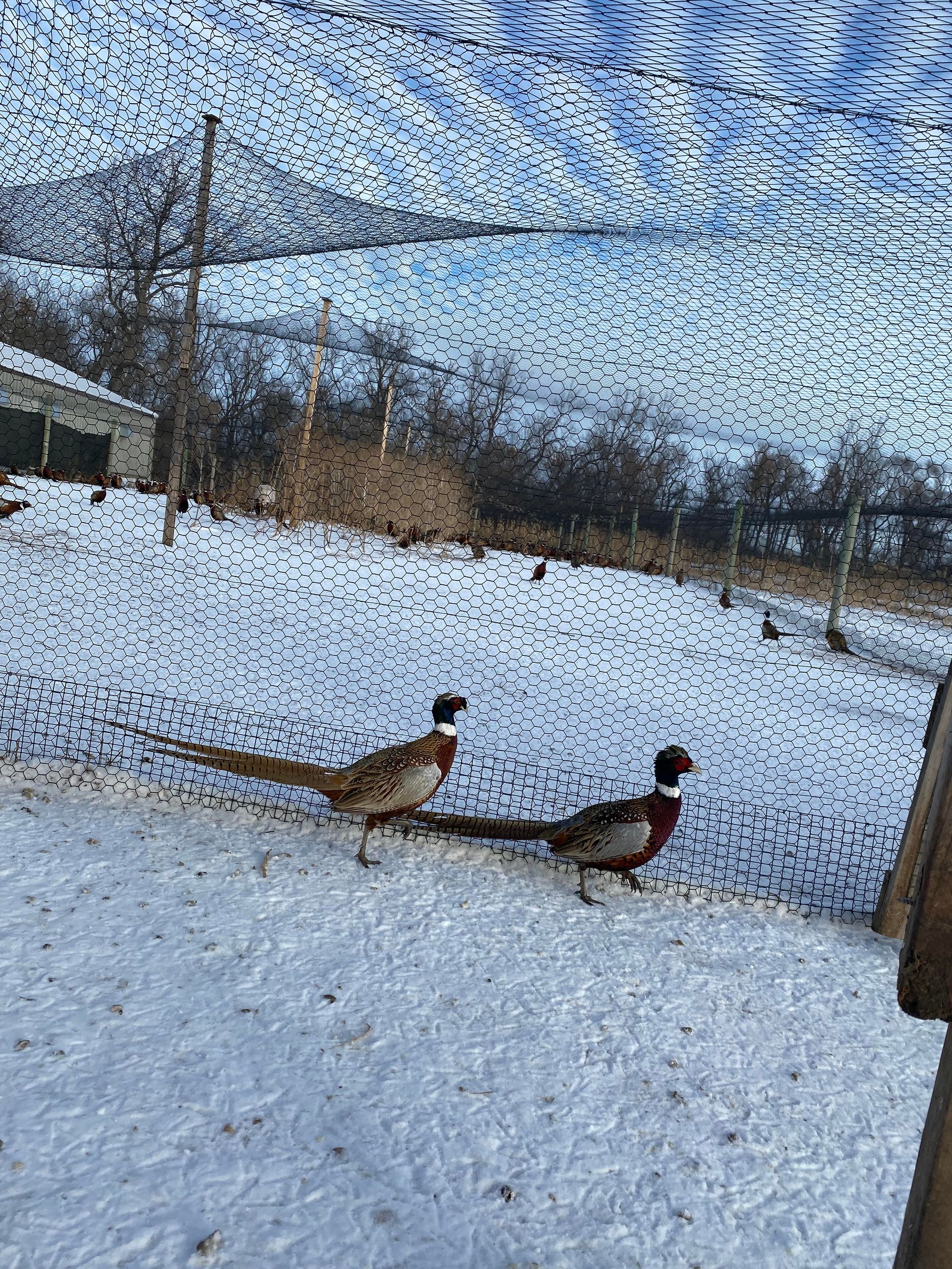 Rooster and Hen Pheasants for Sale - Mature Birds