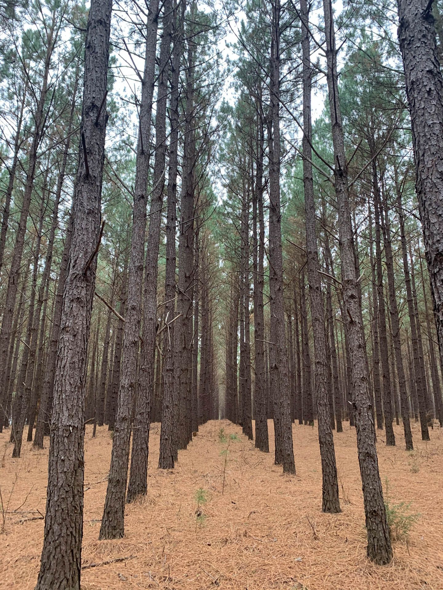 Reforestation Measures | Moore Land & Timber | Mount Enterprise, TX