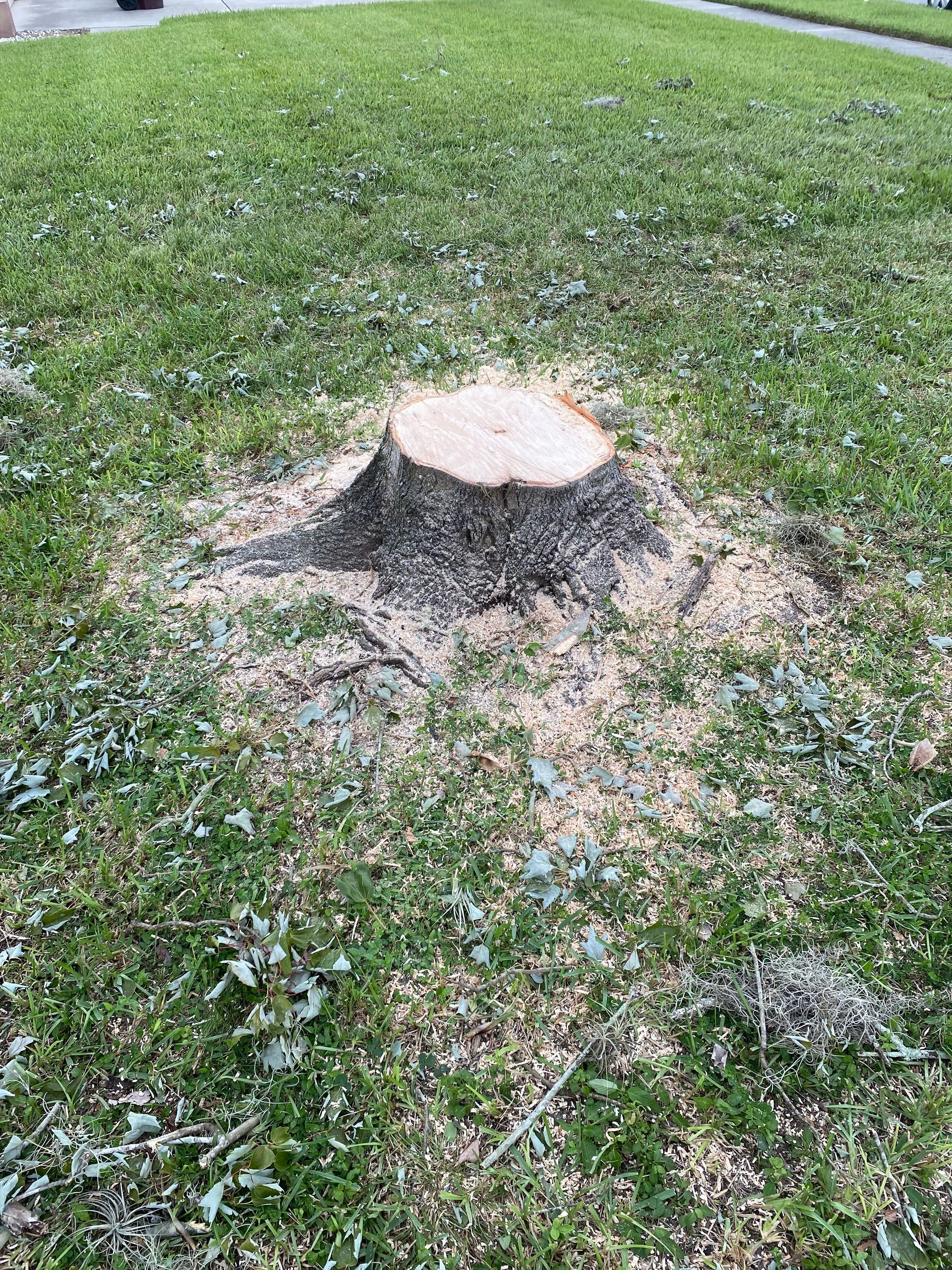 Tree Services and Stump Grinding - St. Cloud, Florida | Hulk Tree ...