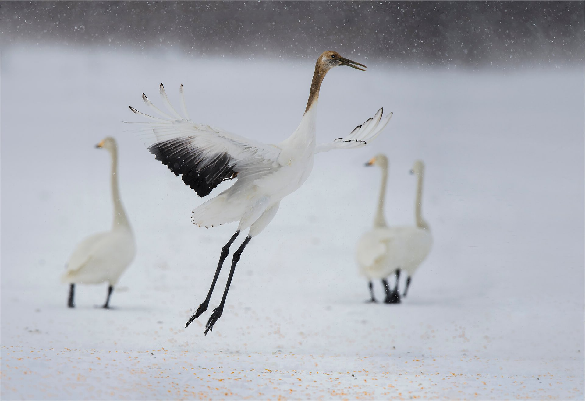 Bruna Photography | Dancing In The Wind