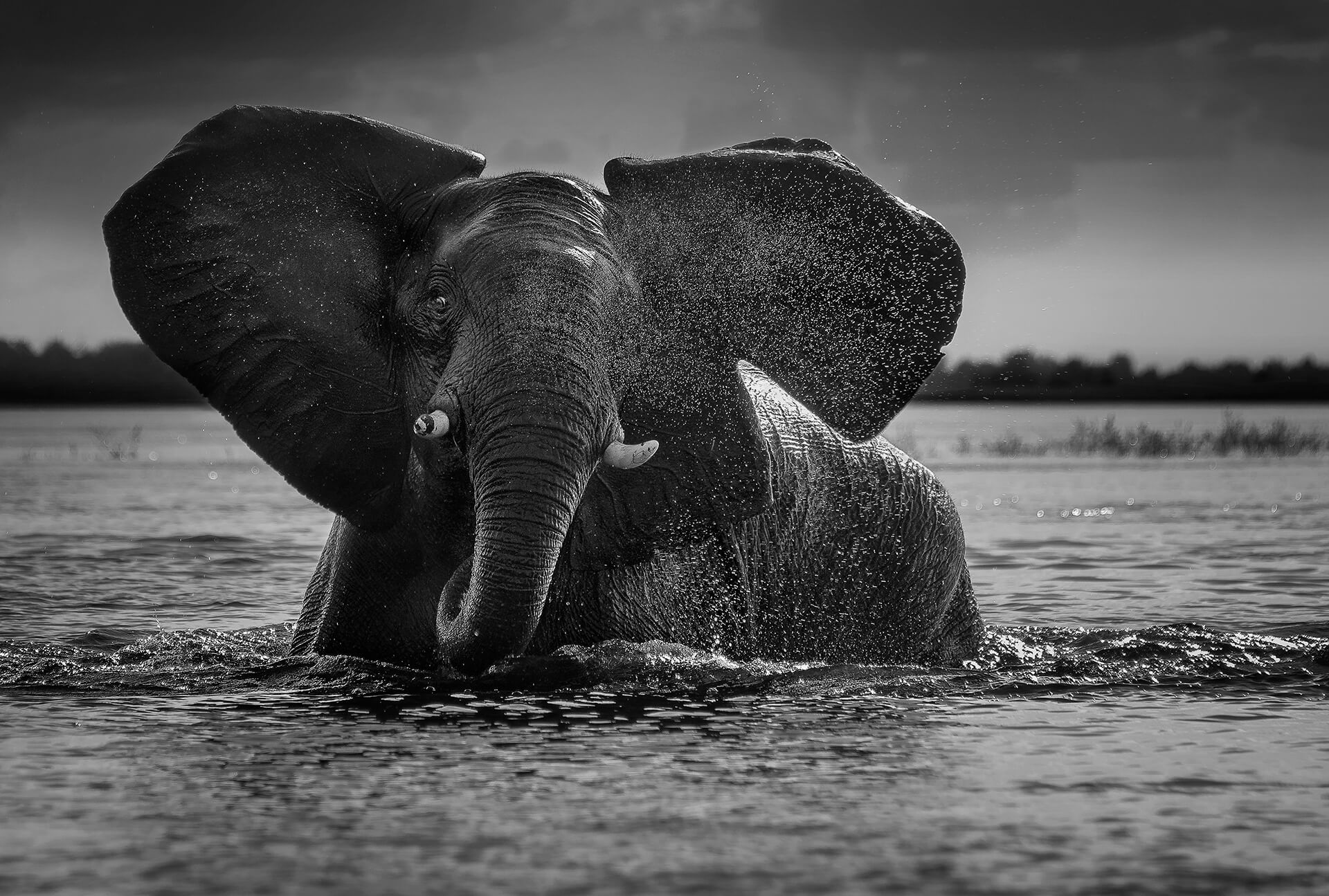 Bruna Photography | Shades of Grey