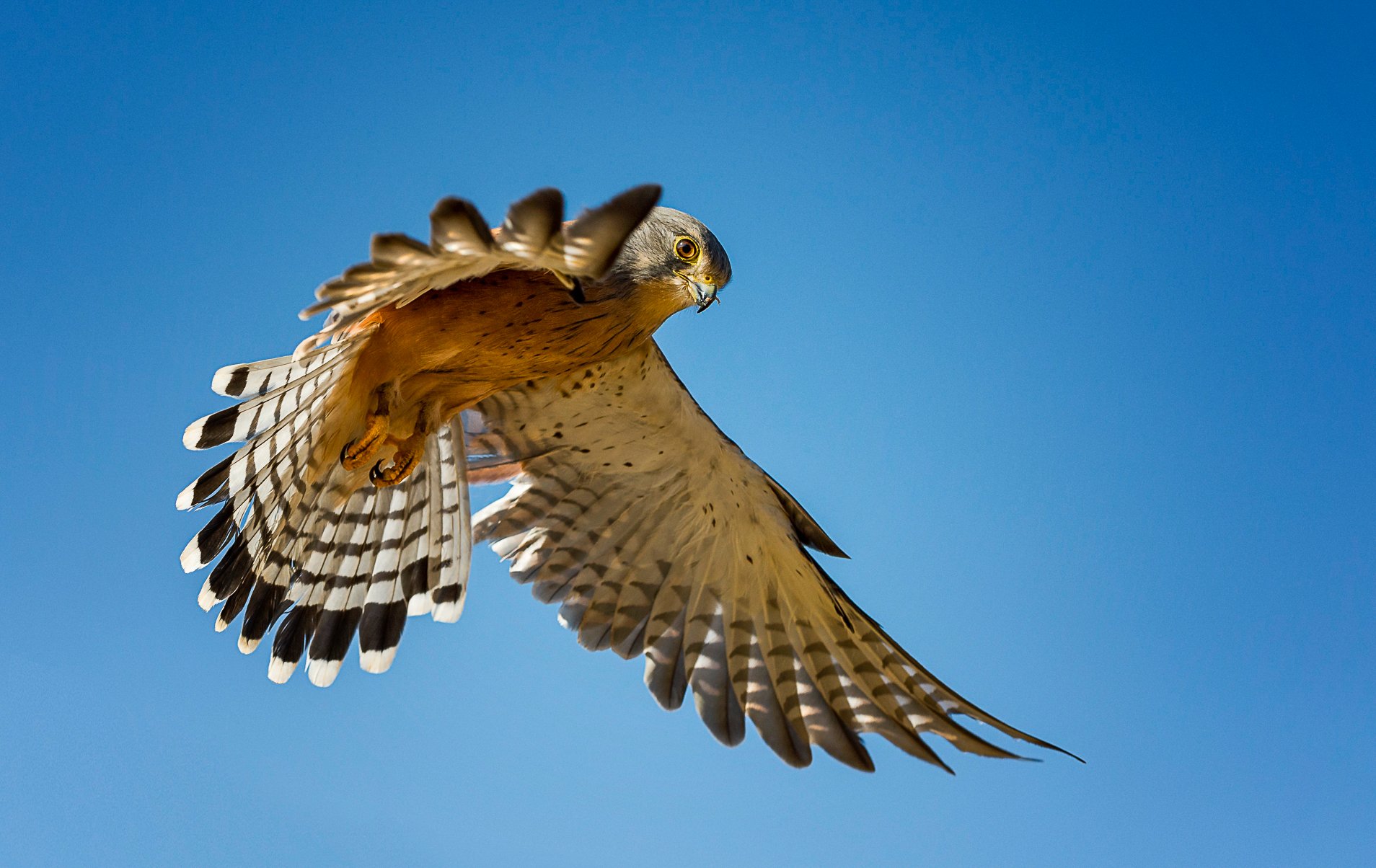 Bruna Photography | Dancing In The Wind