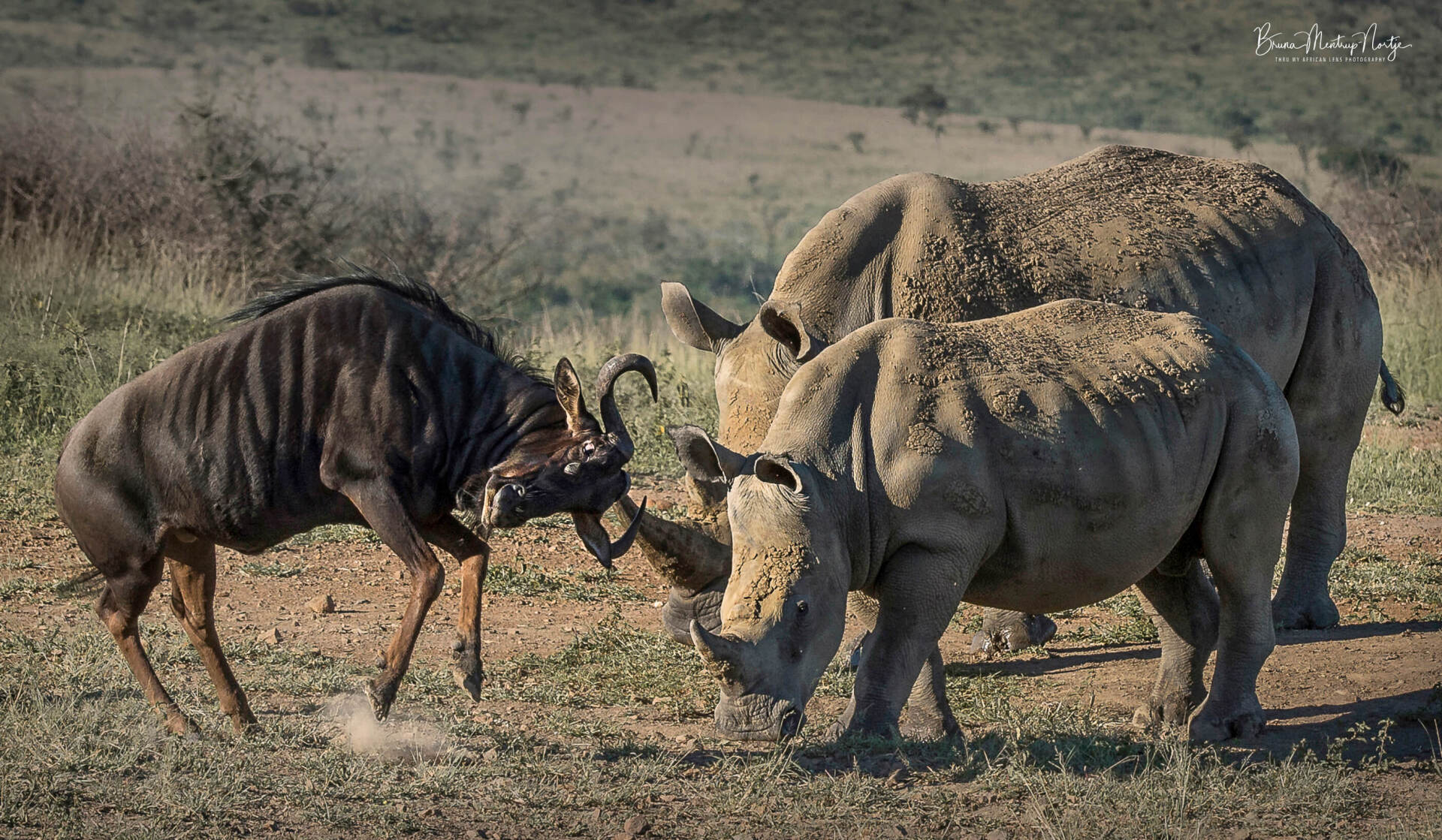 The Brave Wildebeest