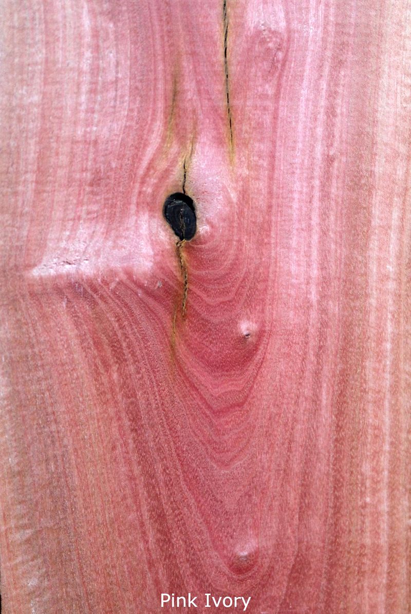 Exotic Wood Available | Bacote, Bloodwood, black limba, bubinga, canary ...